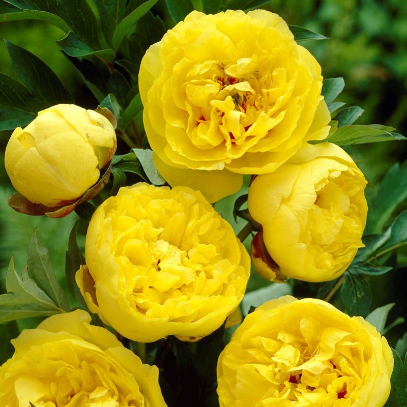 Itoh Pion - Perenner - Trädgårdsväxter - Växter