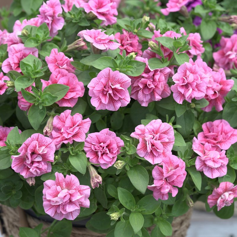 Petunia, Stickling 3-pack - Petunia stickling
