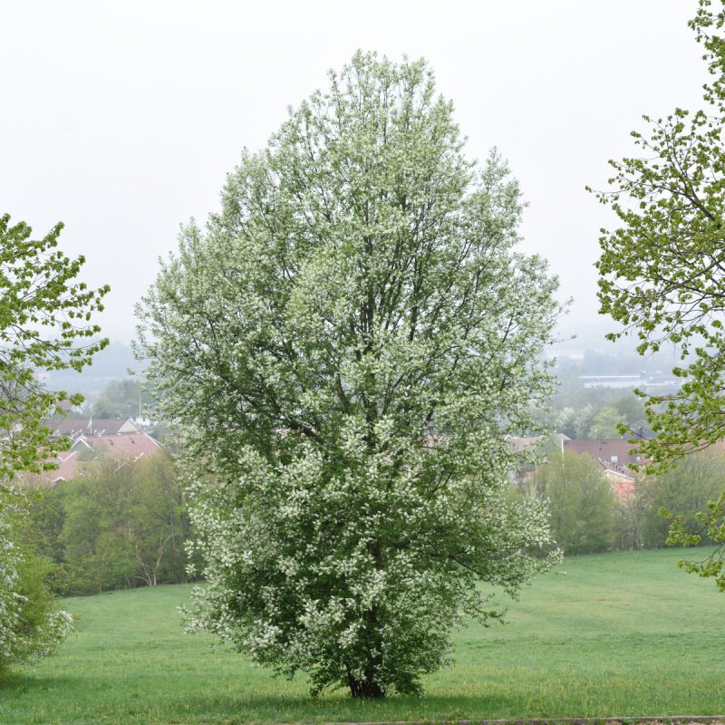 Hägg - Buskar - Trädgårdsväxter - Växter