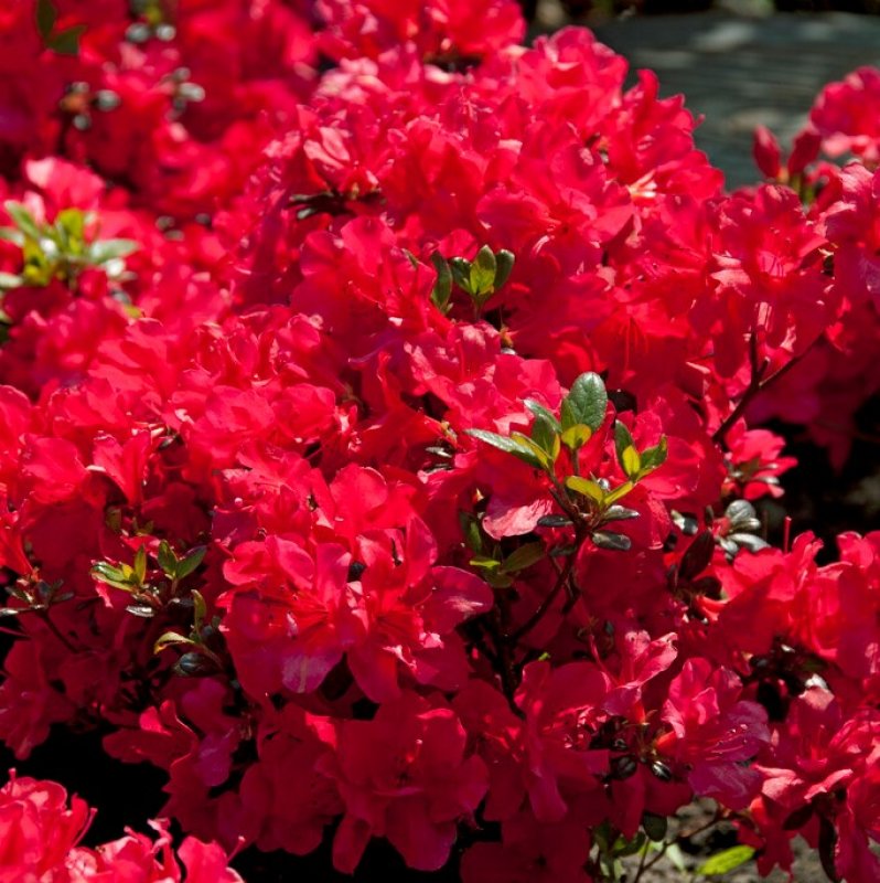 Japansk Azalea - Rhododendron & Azalea