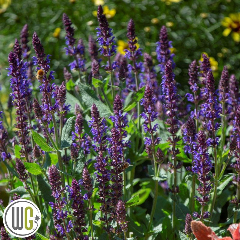 Salvia nemorosa Violet Riot ®, Stäppsalvia