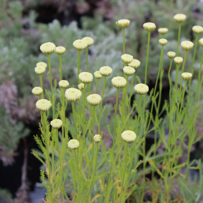 Santolina Pinnata Subsp. Neapolitana Ex ‚Edward Bowles‘ – YLEAV