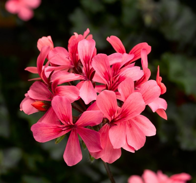 Hängpelargon Calliope ® Cascade Dark Salmon, kruka