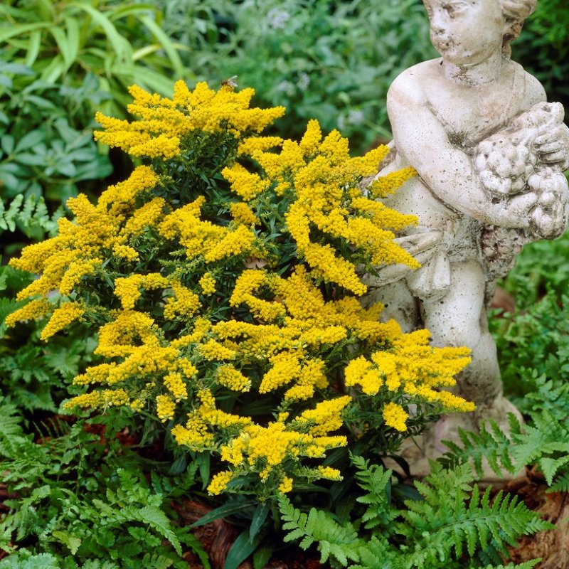 Solidago hybr. Golden Dwarf, Gullris, P9cm