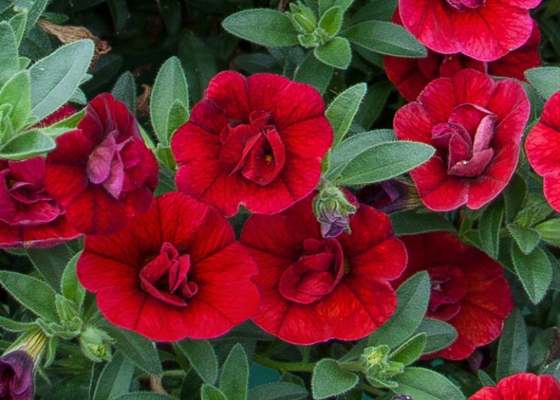 Stickling Småpetunia Million Bells MiniFamous ® Neo Double Dark Red