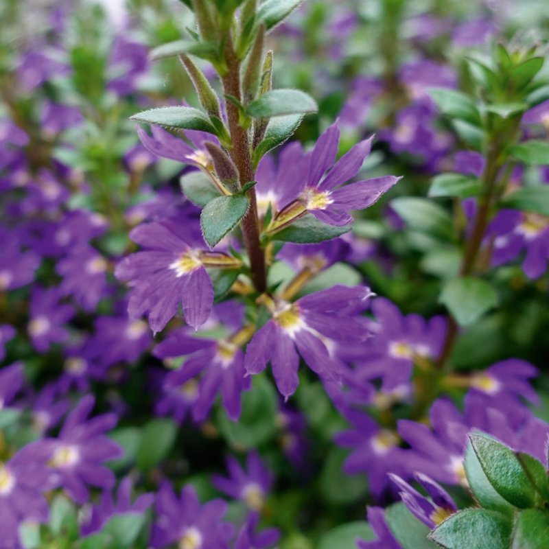 Femtunga, Stickling 3-pack - Övriga sommarblommor