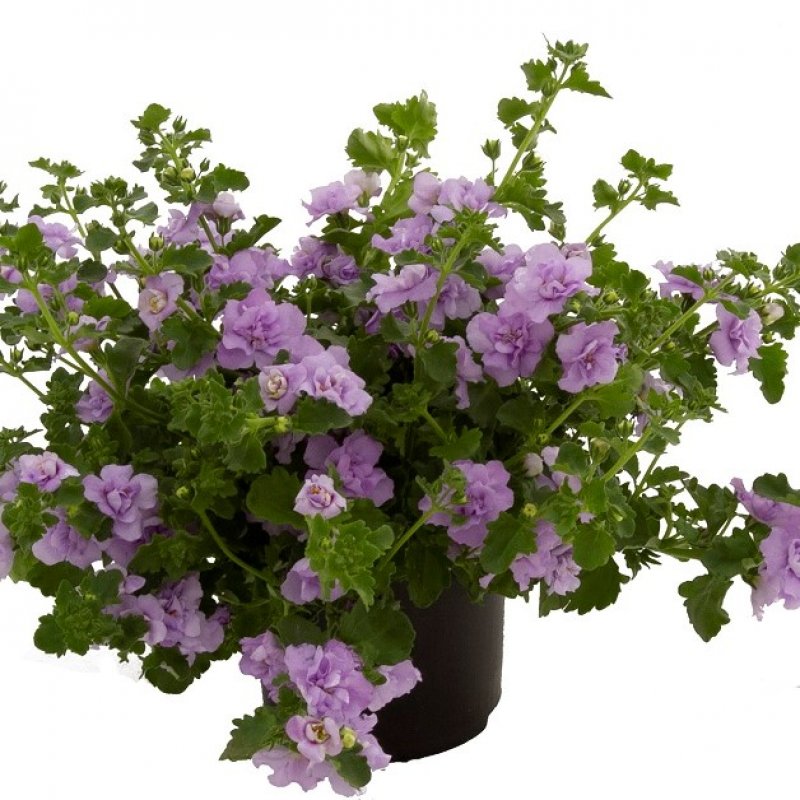 Snöflinga, Stickling, Bacopa Sutera Scopia ® Double Lavender