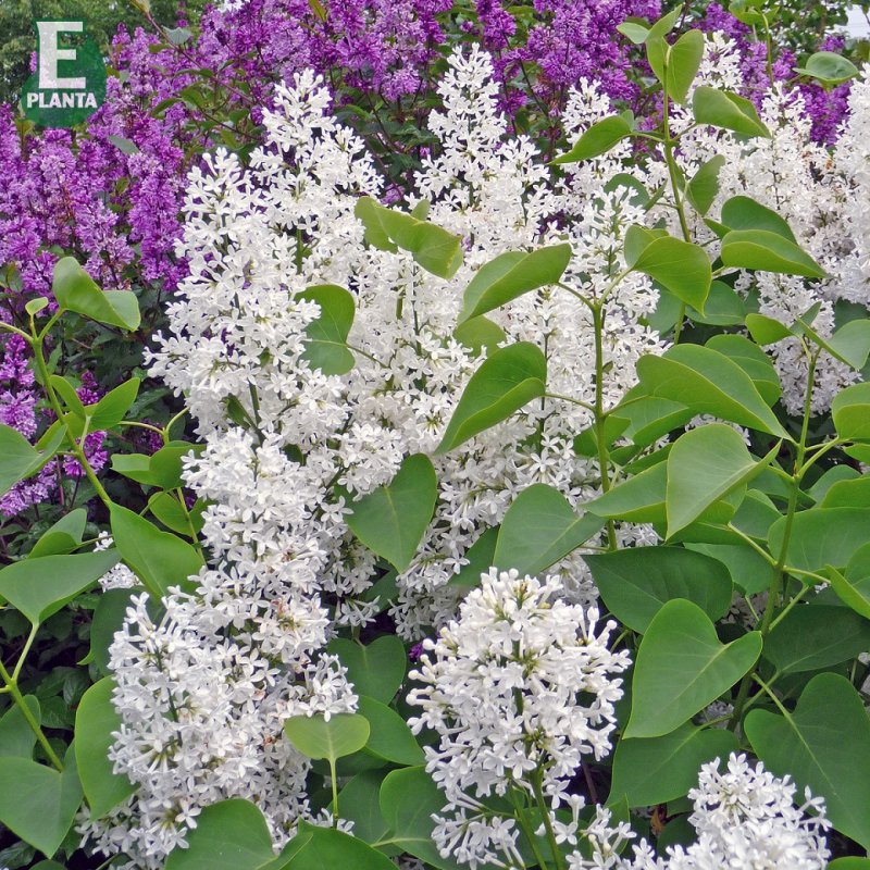 Syringa vulgaris f. alba Fk Veberöd E, Vit Syrén 10-pack