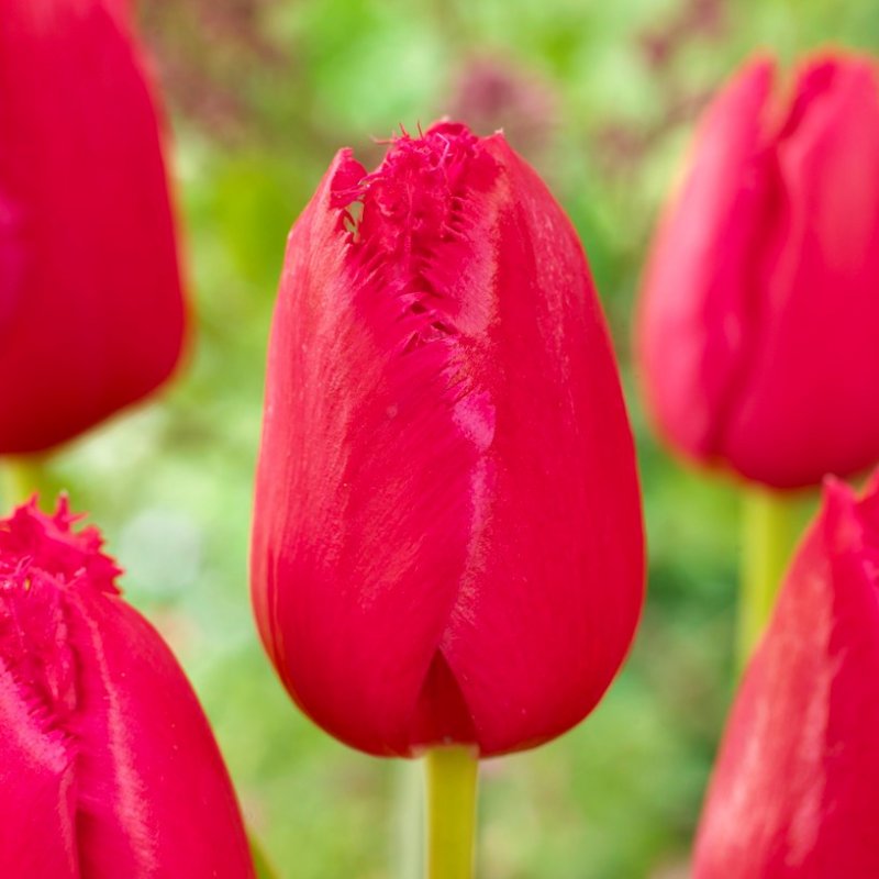 Tulpan Fransig Tulipa Burgundy Lace 7st - Tulpanlök