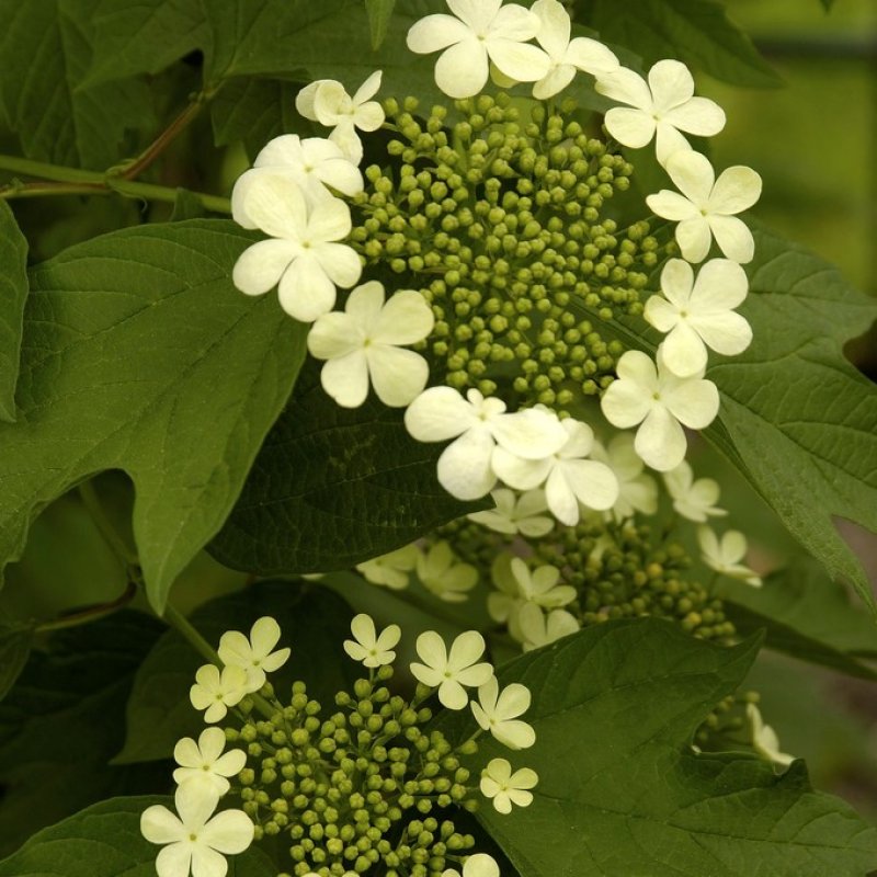 Viburnum opulus Nanum, Dvärgolvon, Klotolvon