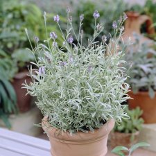 Perenner som kommer år efter år | Köp plantor hos Cramers