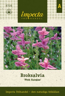 Salvia, Brok-, Pink Sundae
