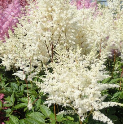 Astilbe chinensis Mighty Plonie ®, Plymastilbe