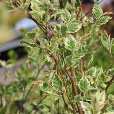 Svartbjörk - Prydnadsträd - Trädgårdsväxter - Växter