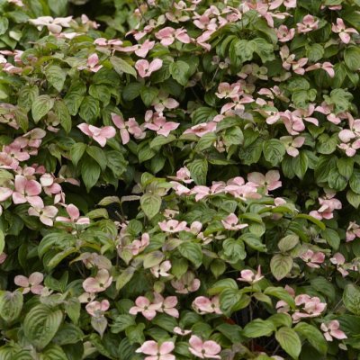 Koreansk Blomsterkornell - Buskar - Trädgårdsväxter