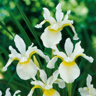 Iris Strand Snow Queen 1st - Iris - Vårplantering