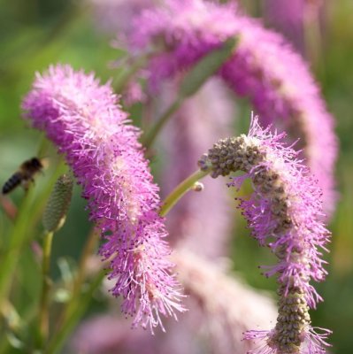Sanguisorba hakusanensis Lilac Squirrel, Nickpimpinell