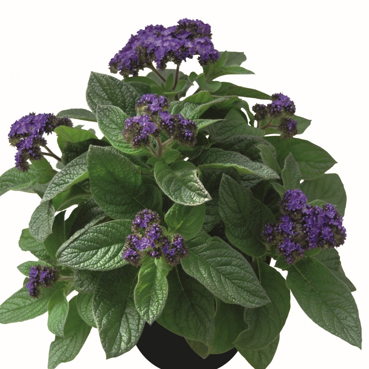 Heliotrop, Stickling 3-pack - Övriga sommarblommor