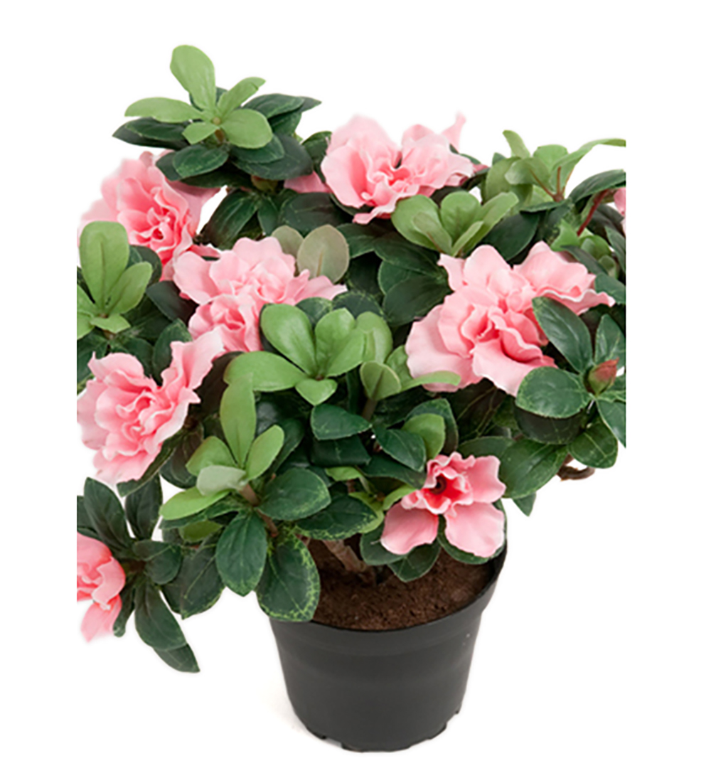 Azalea Rosa 25cm, Konstgjord - Blommande i kruka