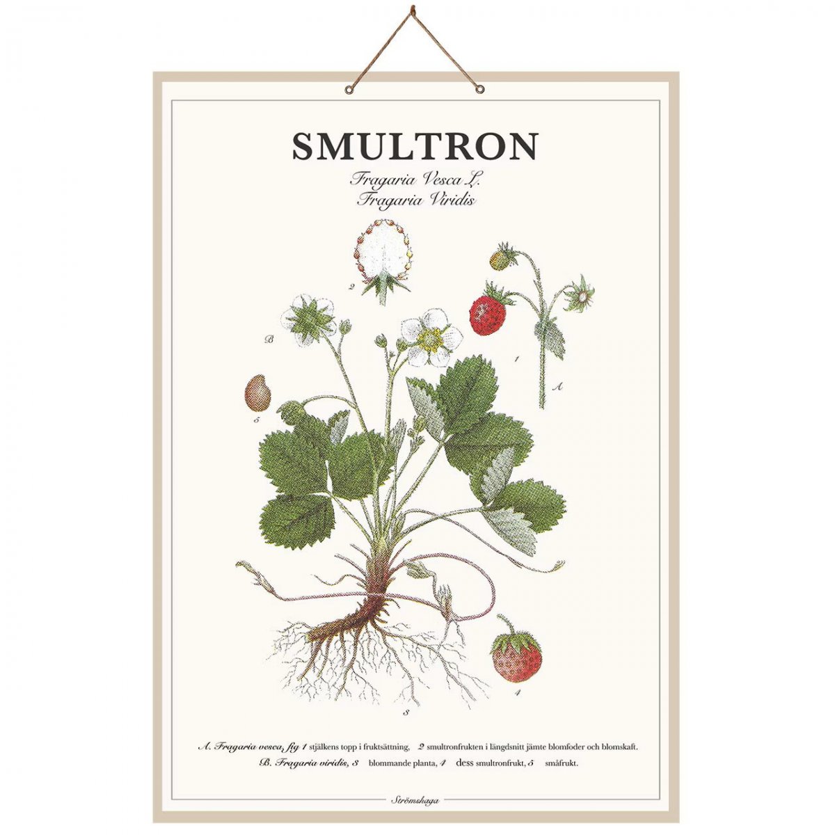 Skolplansch Smultron 44x66cm - Inredning