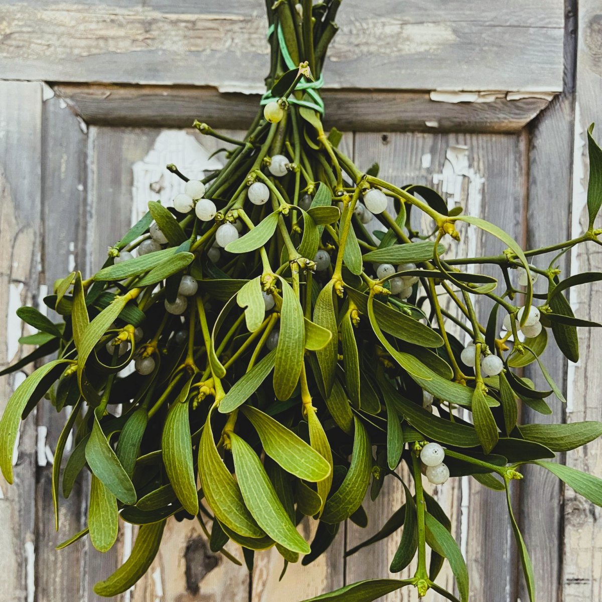 Mistel - Risbuntar - Jul