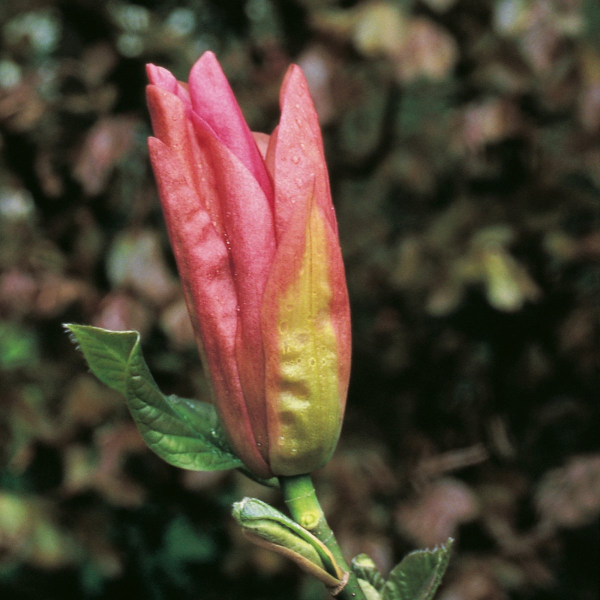 Magnolia - Buskar - Trädgårdsväxter - Växter