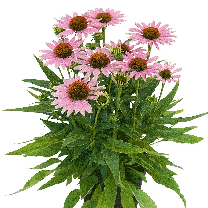 Echinacea hybr. Cornetto ™ Melon ®, Solhatt, P11cm