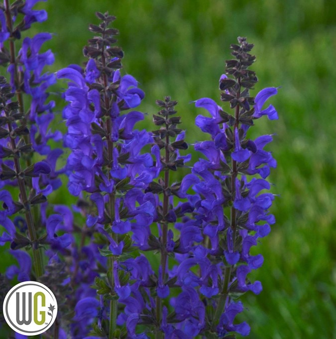 Salvia pratensis Midnight Model ®, Ängssalvia