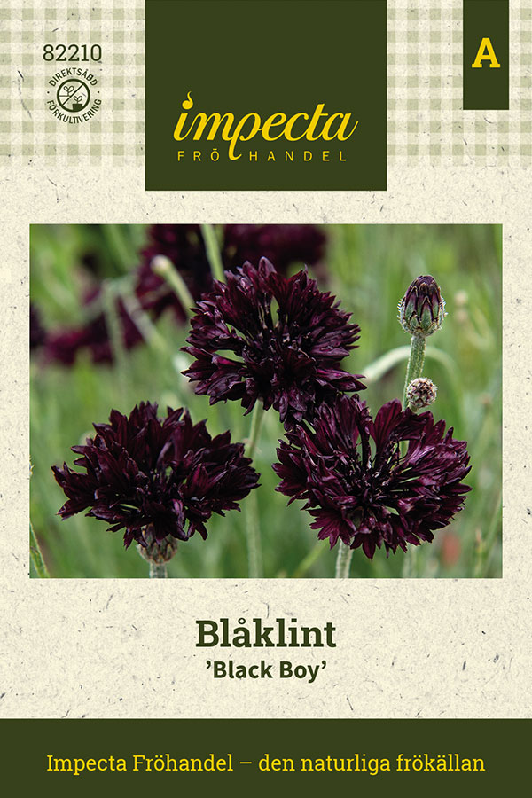 Blåklint Black Boy - Blommande ettåriga (annueller)