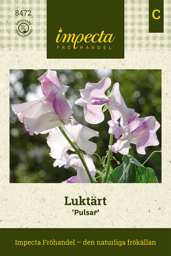 Luktärt Pulsar - Blommande ettåriga (annueller)