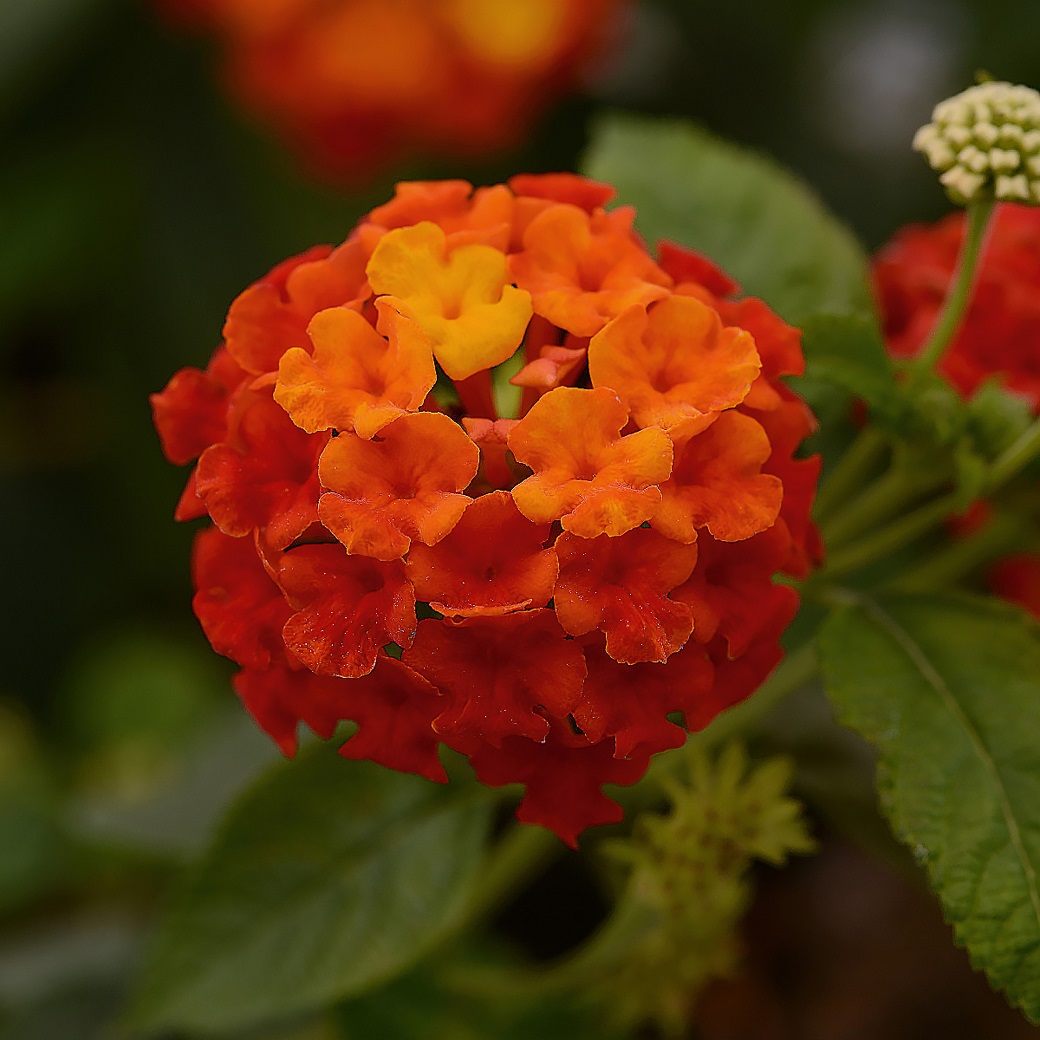 Lantana SunFun Red, stickling 3-pack