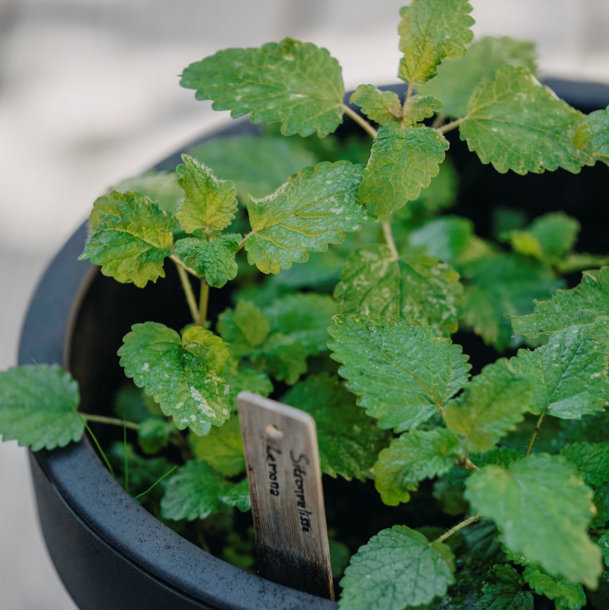 Citronmeliss, Lemona, Ekologisk - Kryddor