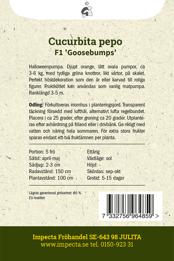Prydnadspumpa F1 Goosebumps - Squash / Pumpa