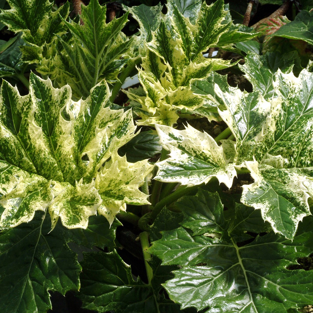Acanthus hybr. Tasmanian Angel ®, Akantus, P9cm