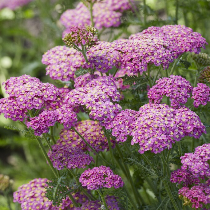 Röllika - Perenner - Trädgårdsväxter - Växter