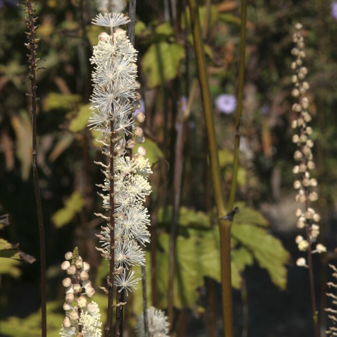 Silverax - Perenner - Trädgårdsväxter - Växter
