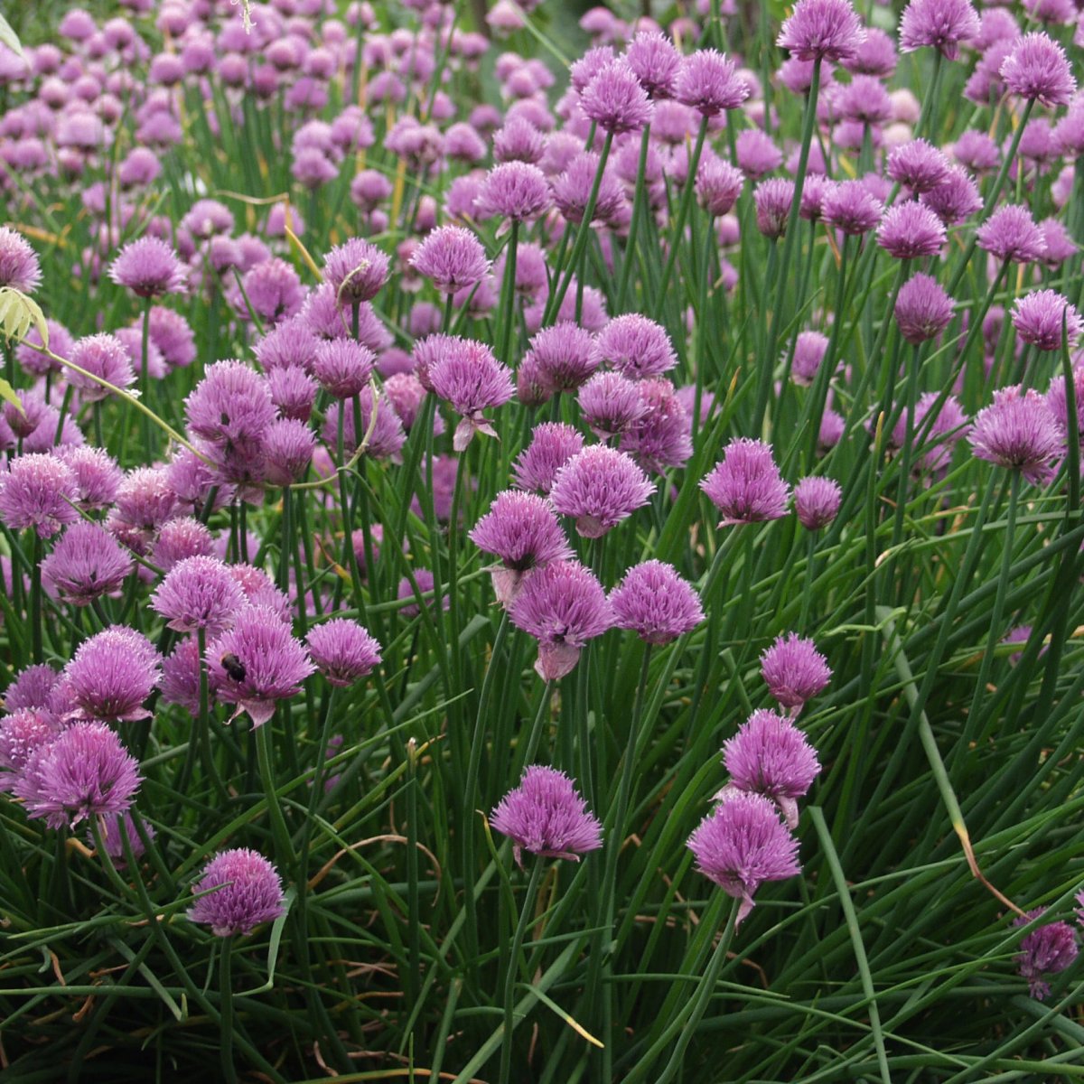 Allium schoenoprasum Forescate, Gräslök