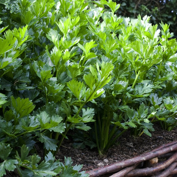 Selleri - Kryddväxter - Grönsaksplantor - Växter