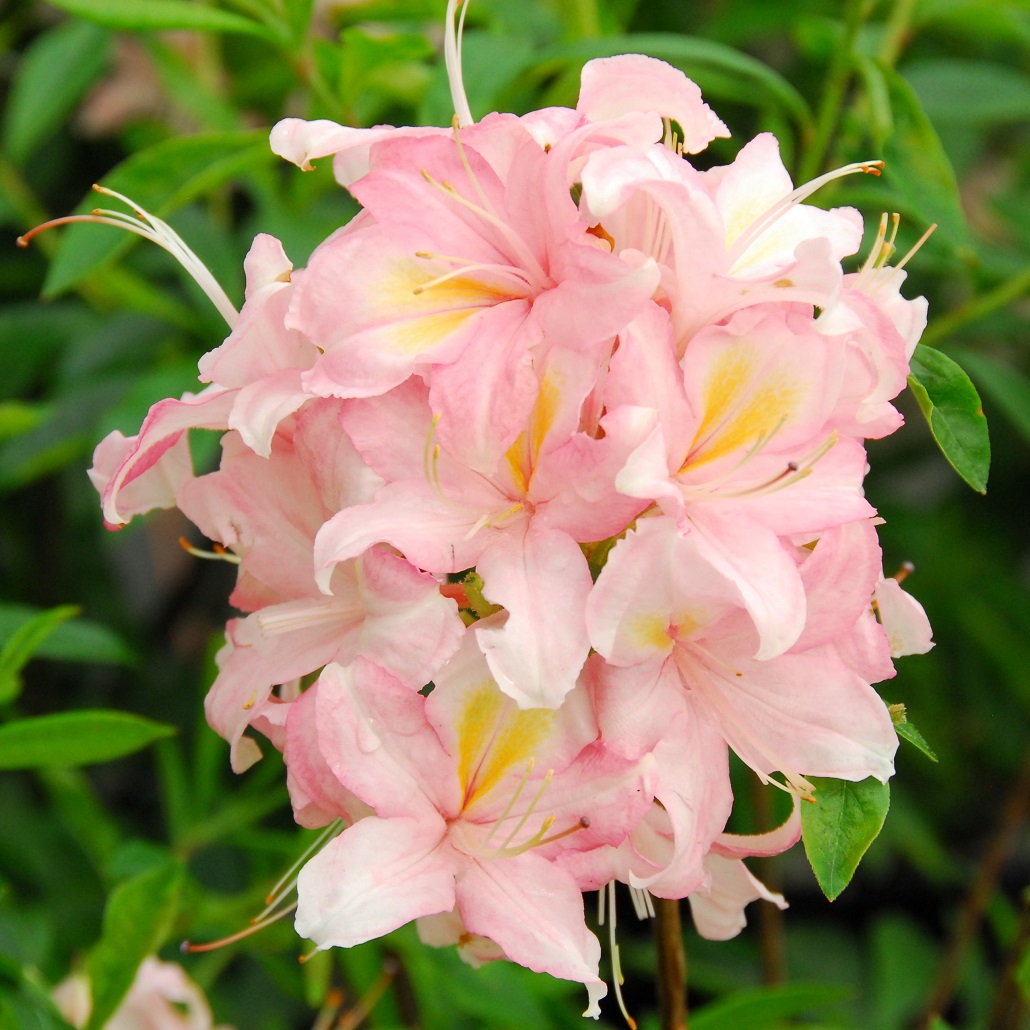 Sommar Azalea - Rhododendron & Azalea
