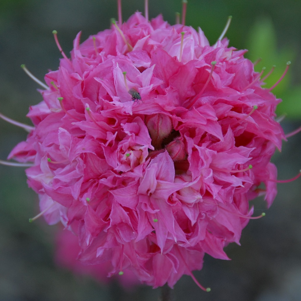 Rustica Azalea - Rhododendron & Azalea