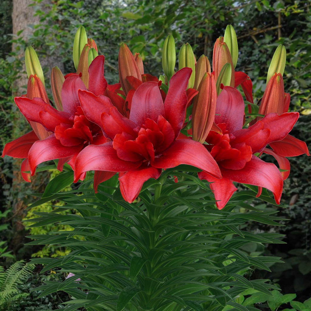 Lilium hybr. Bald Eagle, Asiatisk Lilja, P11cm