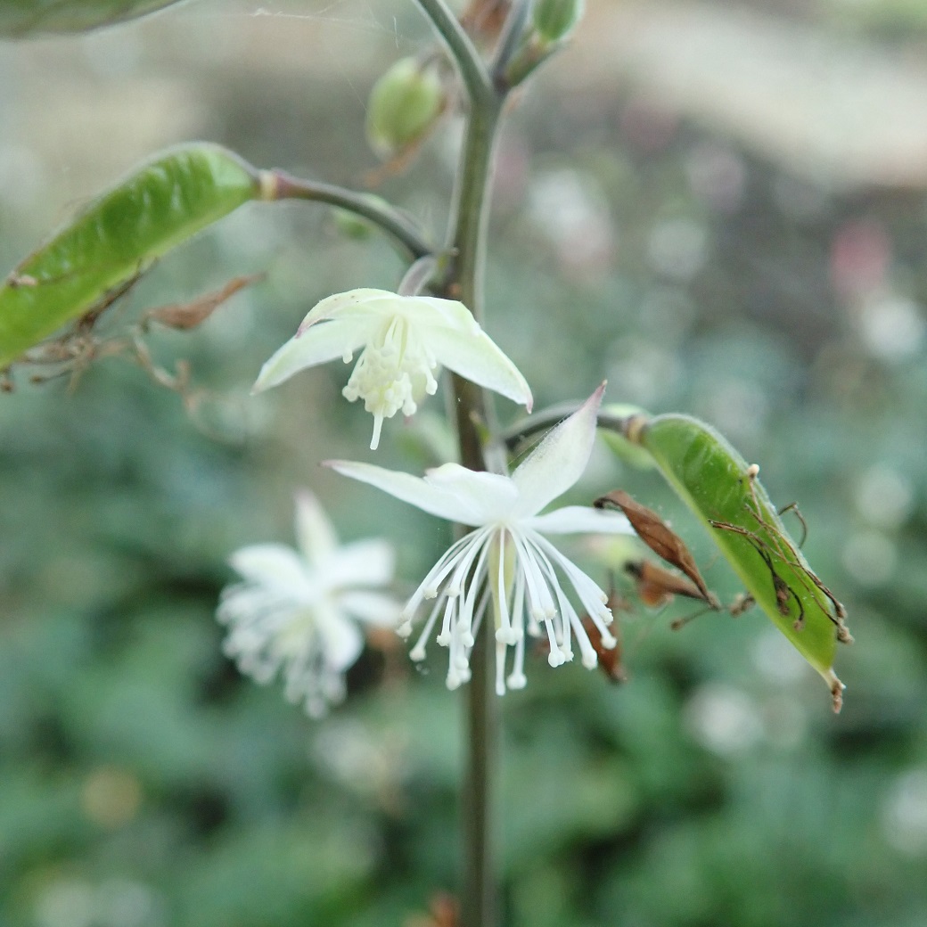 Beesia - Perenner - Trädgårdsväxter - Växter