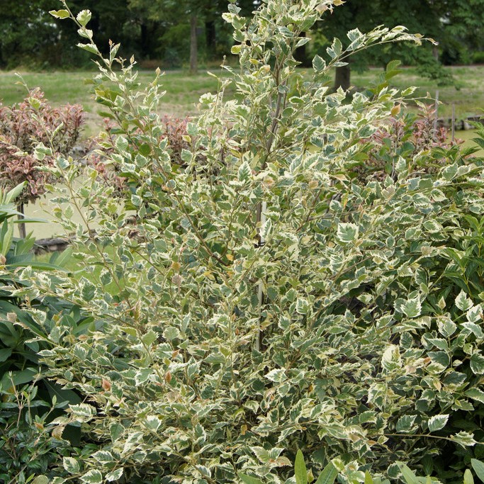 Svartbjörk - Prydnadsträd - Trädgårdsväxter - Växter