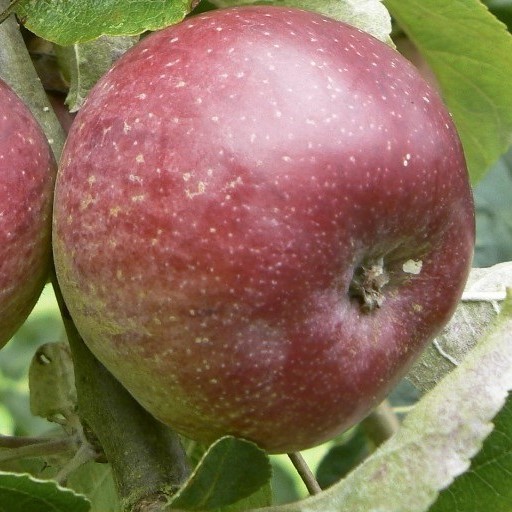 Cideräpple - Äppelträd - Fruktträd - Trädgårdsväxter