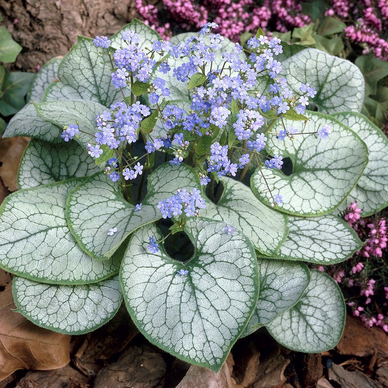 Brunnera macrophylla Jack Frost ®, Kaukasisk Förgätmigej, barrot 1st