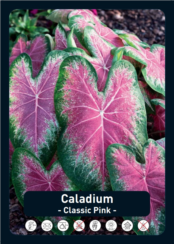 Kaladium Caladium Classic Pink 1st - Caladium