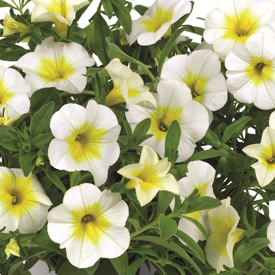 Småpetunia, Stickling, Million Bells Cabaret ® Frosty Lemon 2-pack