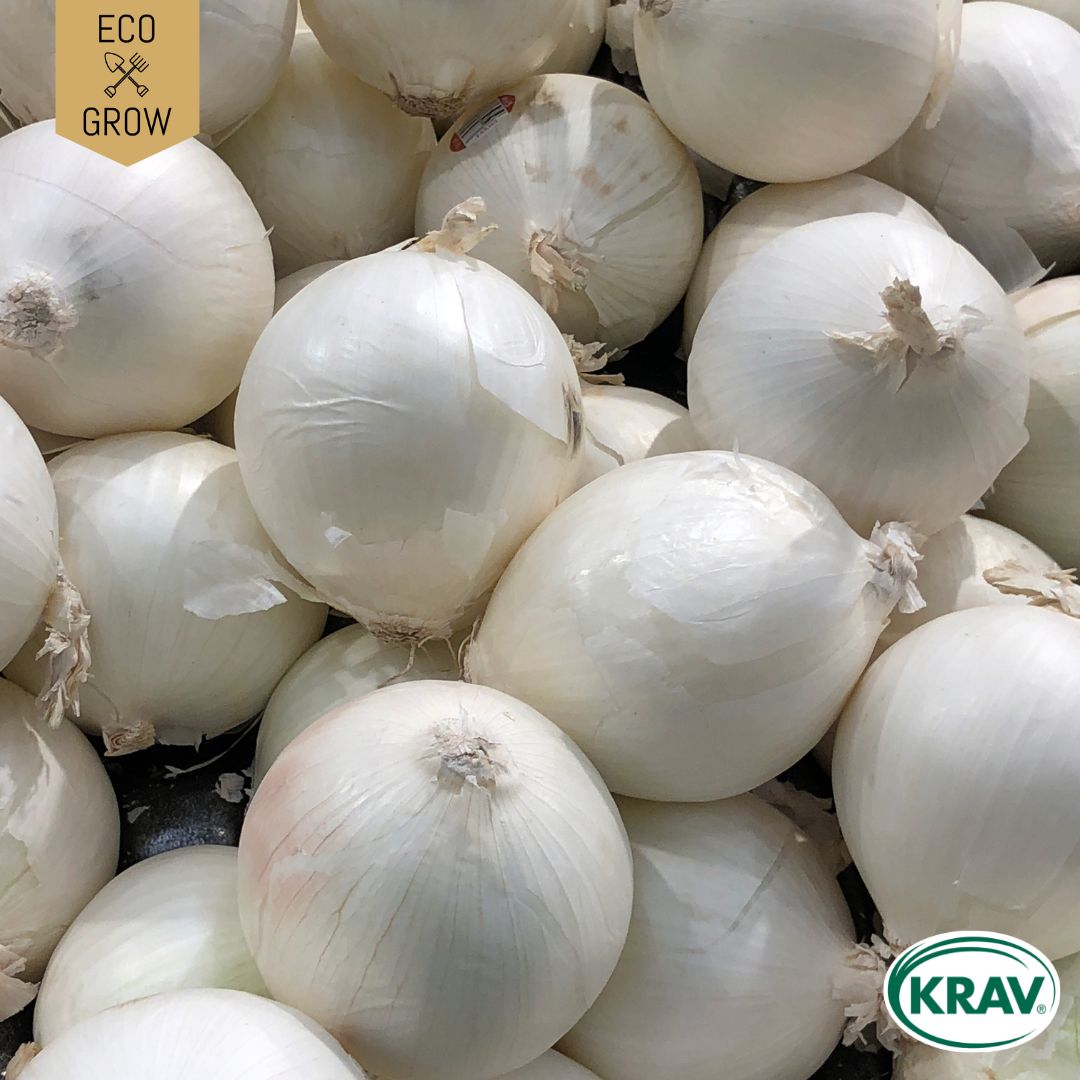 Silverlök Tonda Musona, Ekologisk - Grönsaker