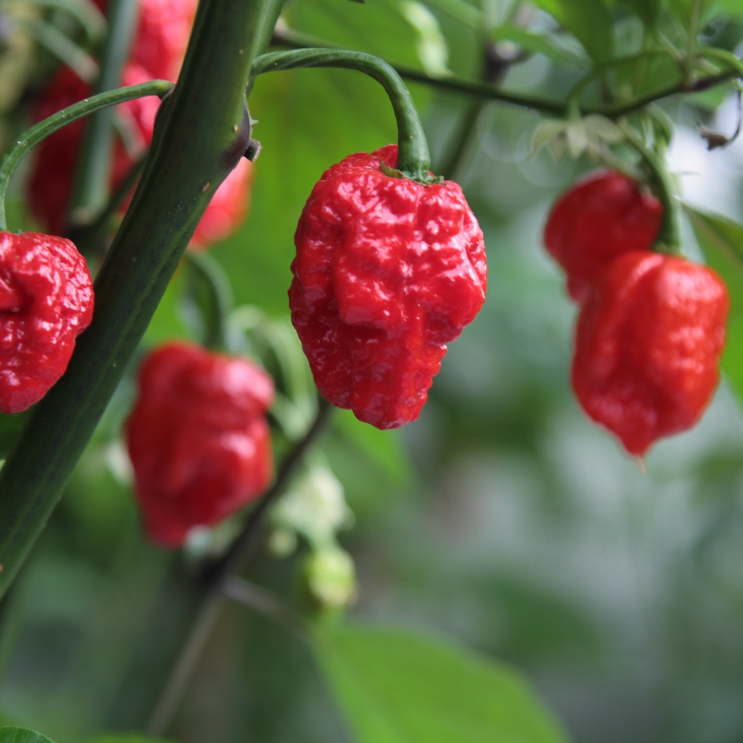 Chilipeppar Carolina Reaper, Ekologisk