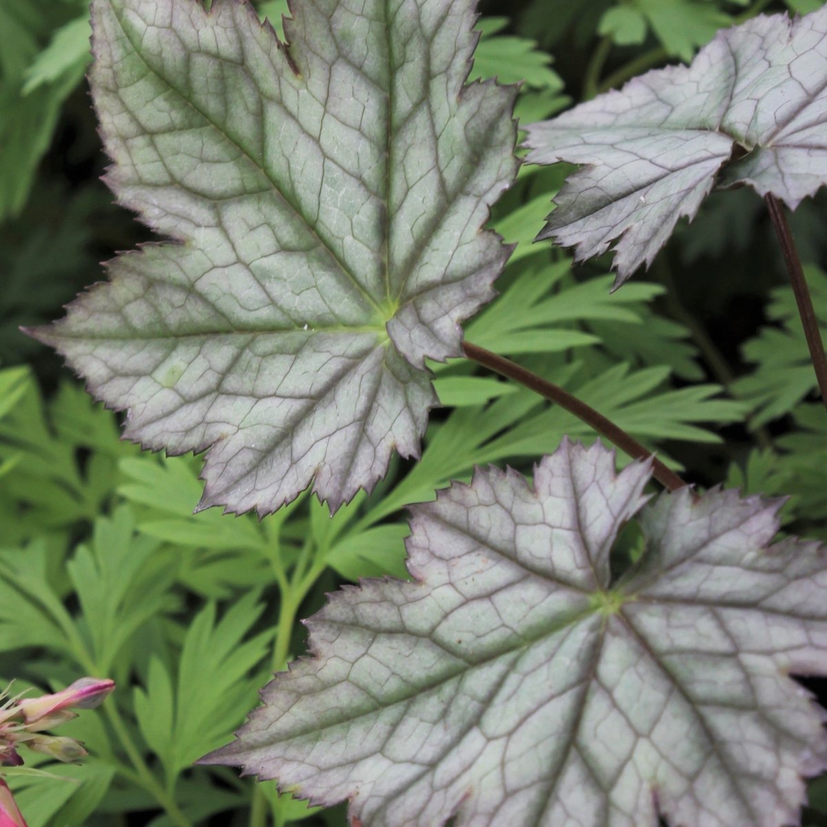 Japansk Silverax - Perenner - Trädgårdsväxter